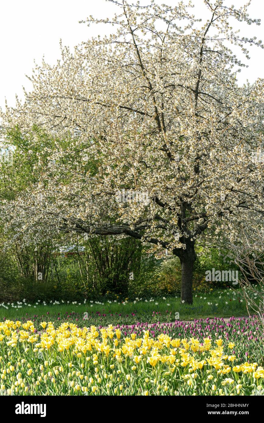 Spring landscape white trees flowers hi-res stock photography and ...
