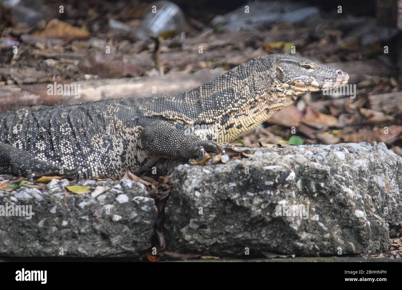 Laterally compressed tail hi-res stock photography and images - Alamy