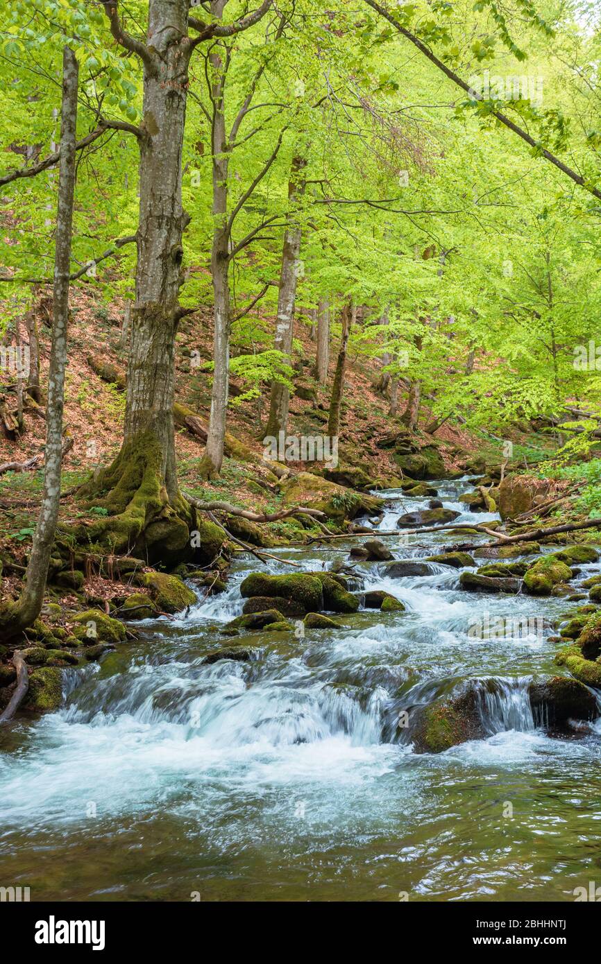 rapid water flow among the forest. trees in fresh green foliage ...
