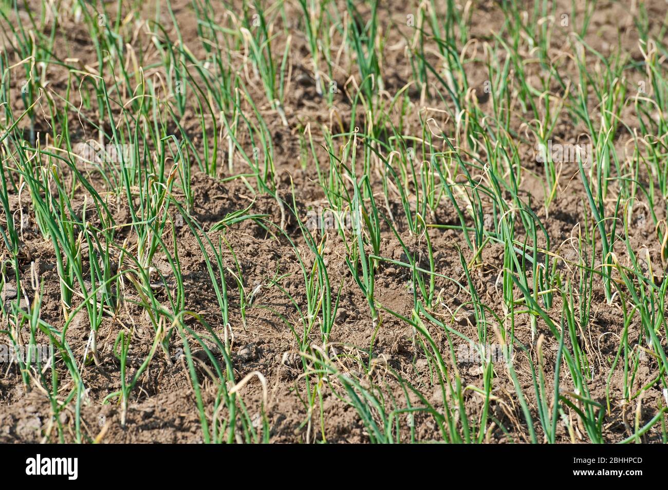 Crop plants hi-res stock photography and images - Alamy