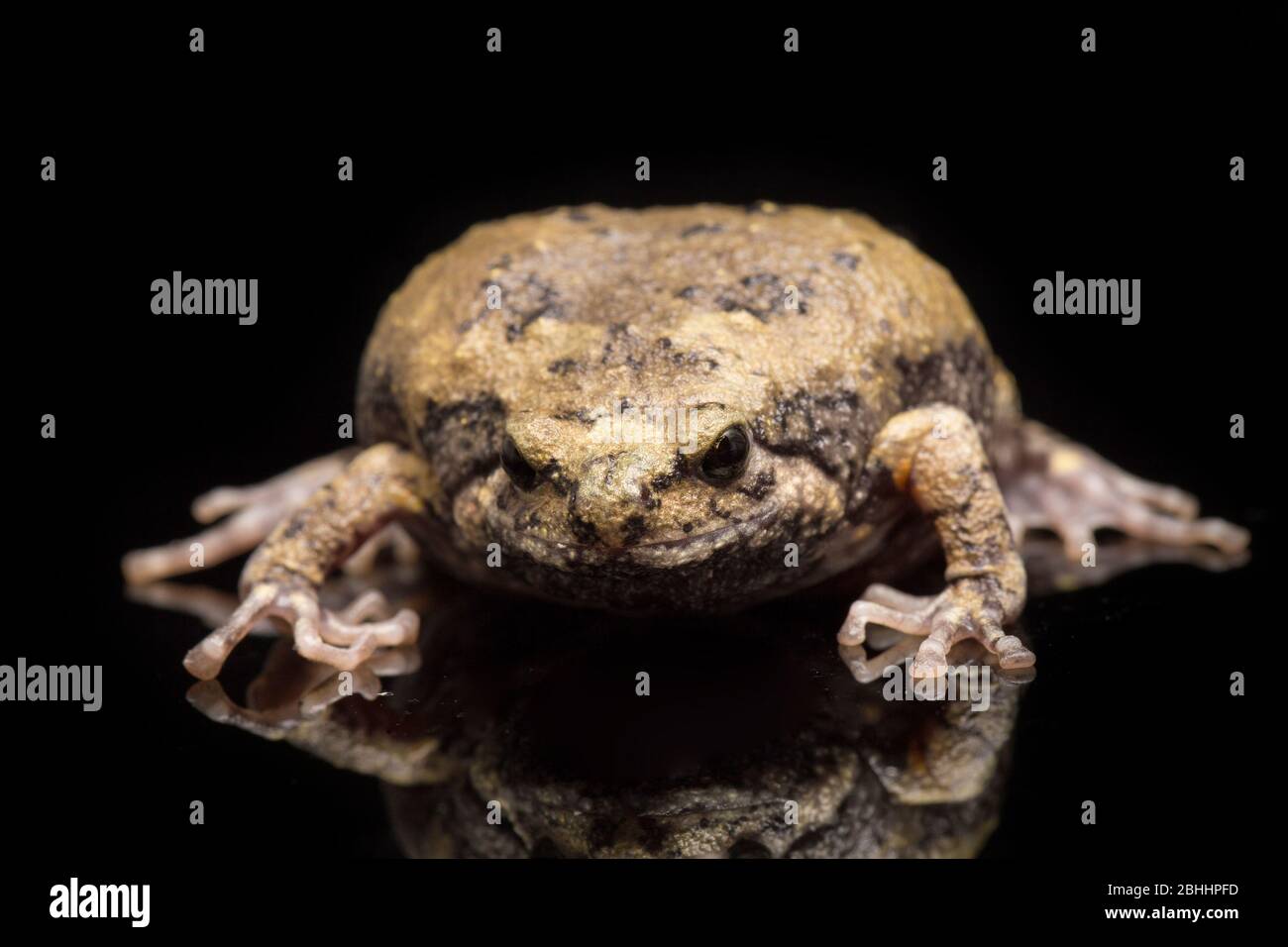 Banded bullfrog or Asian narrowmouth toads It also know chubby or ...