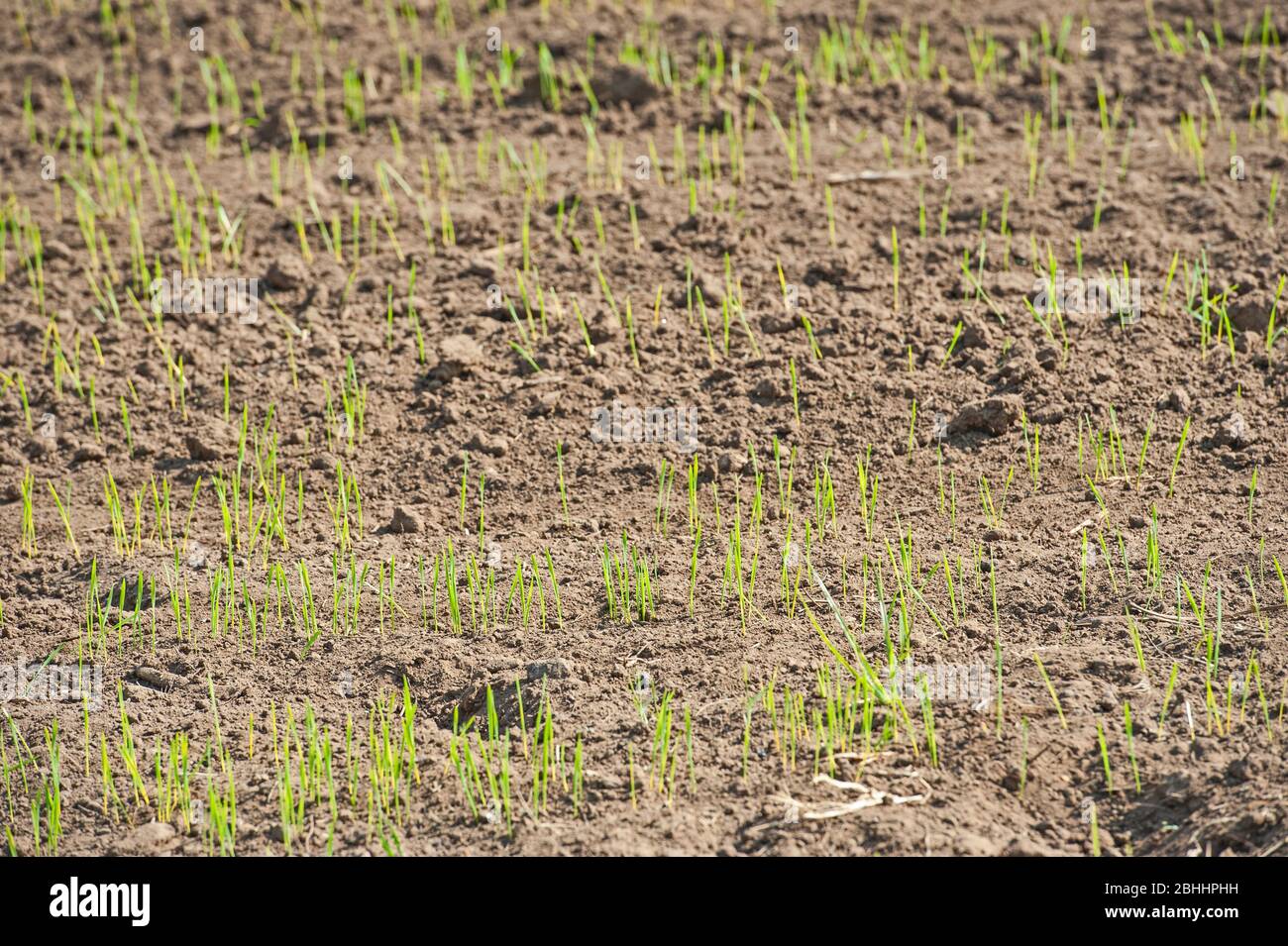 Closeup detail of food crop plants growing in rural countryside field ...