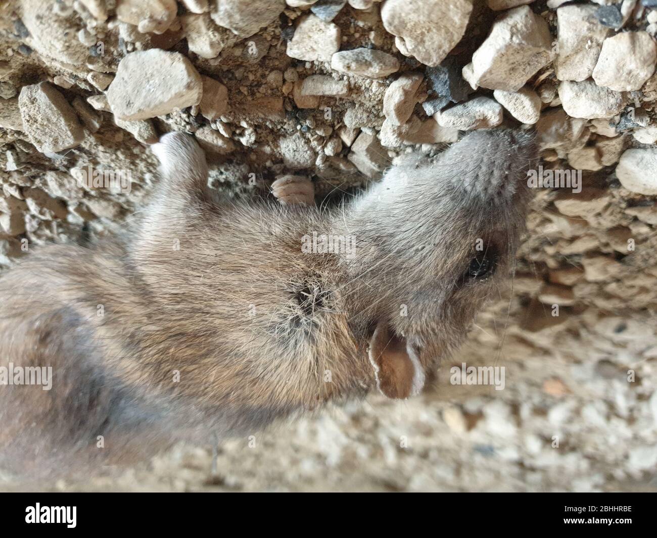 dead rat on the ground, rodent pests Stock Photo - Alamy