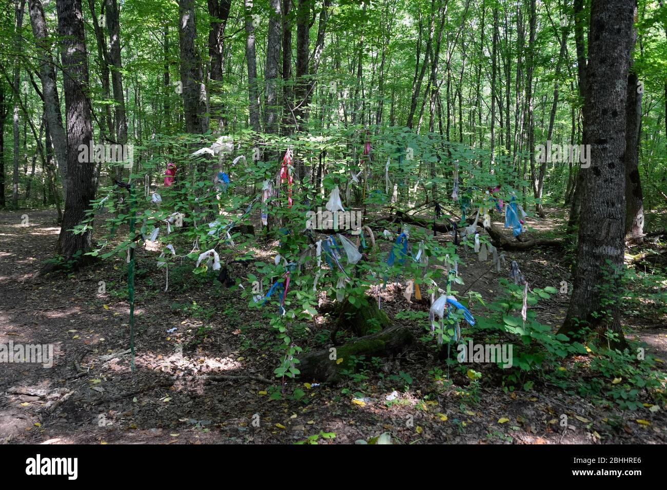 Dolmen in Shapsug. Forest in the city near the village of Shapsugskaya ...