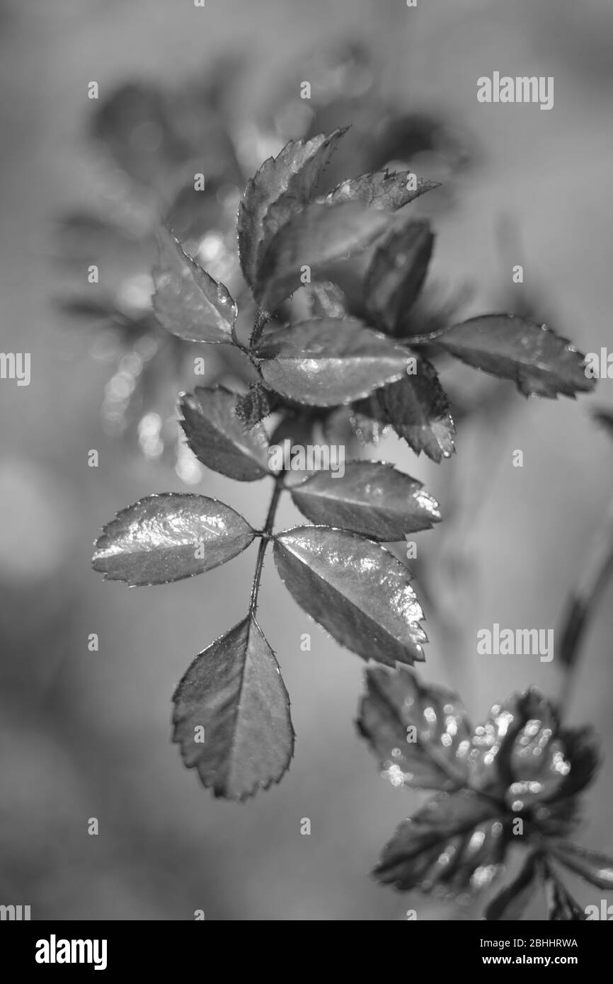 Beautiful fresh leaves of rose flower, bw photo Stock Photo - Alamy