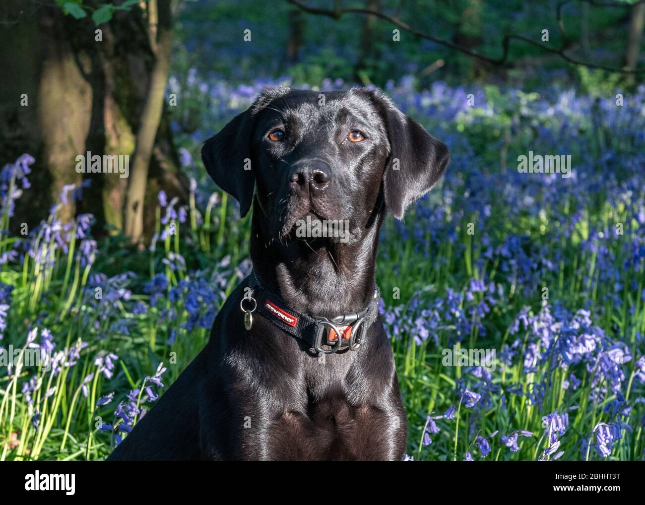 Labrador in bluebell woods hi-res stock photography and images - Alamy