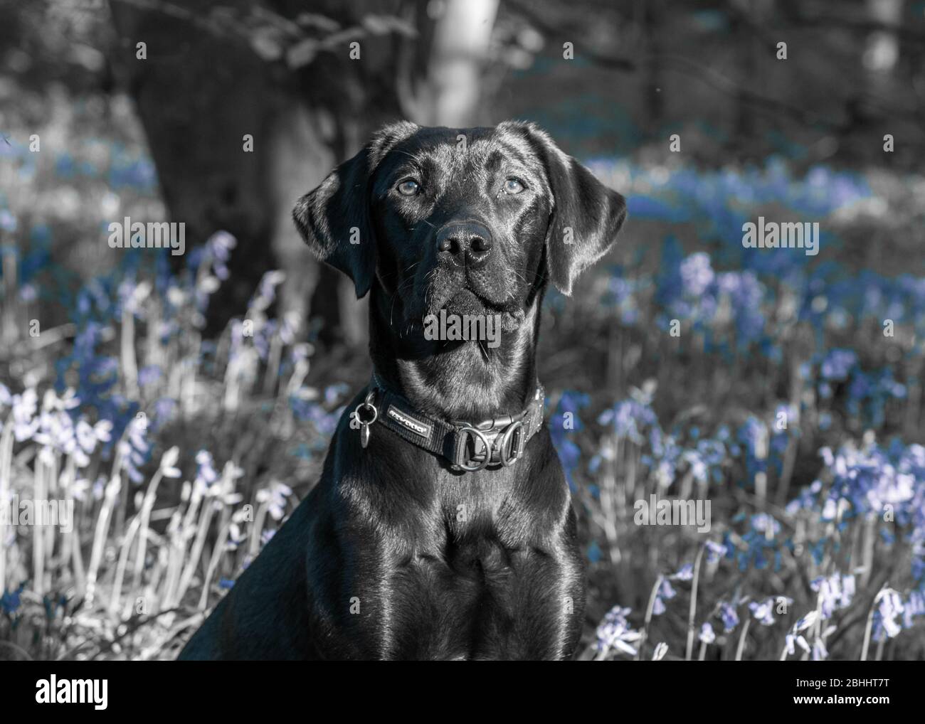 Labrador in bluebell woods hi-res stock photography and images - Alamy