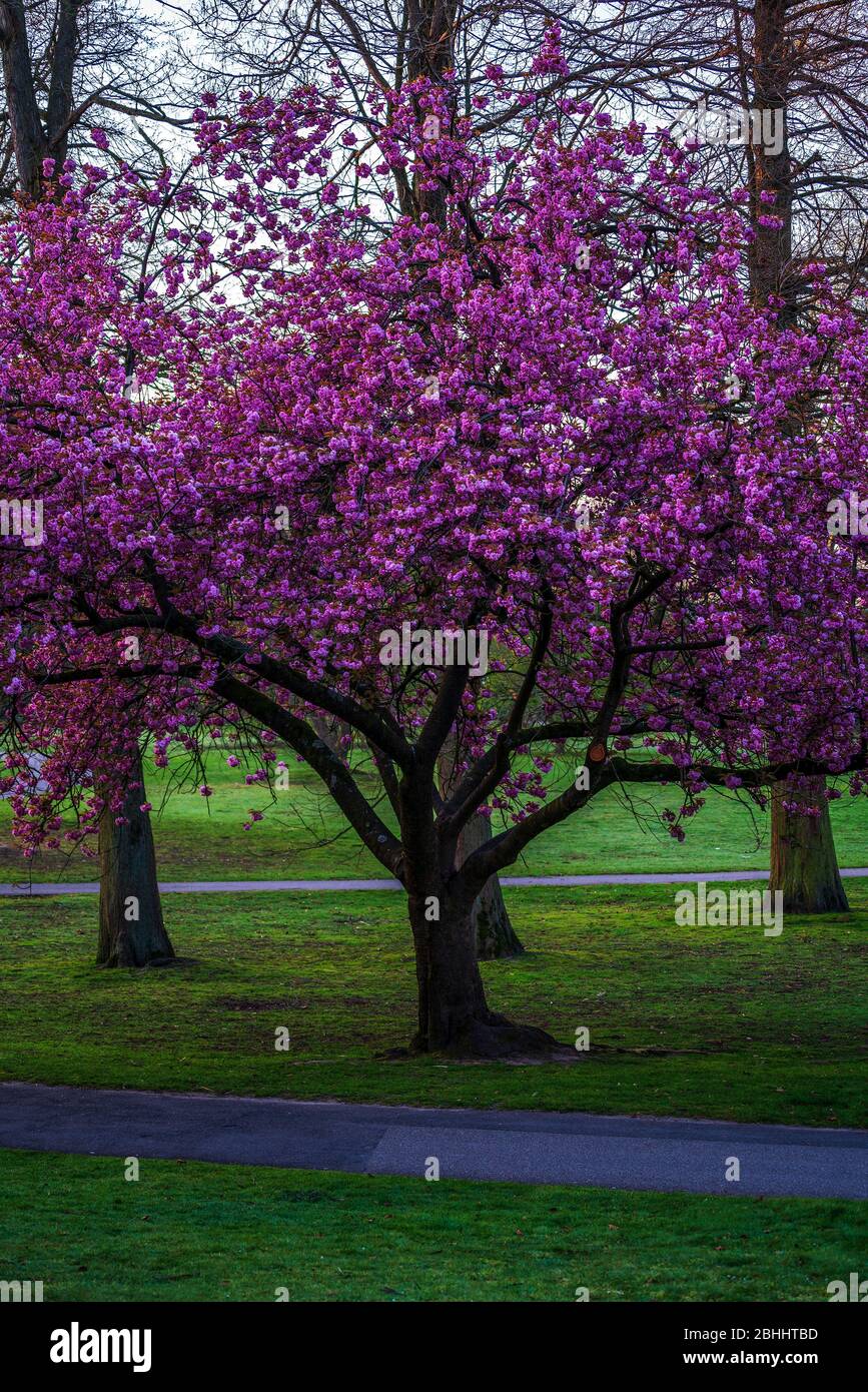 Spring in the Japanese garden Stock Photo - Alamy