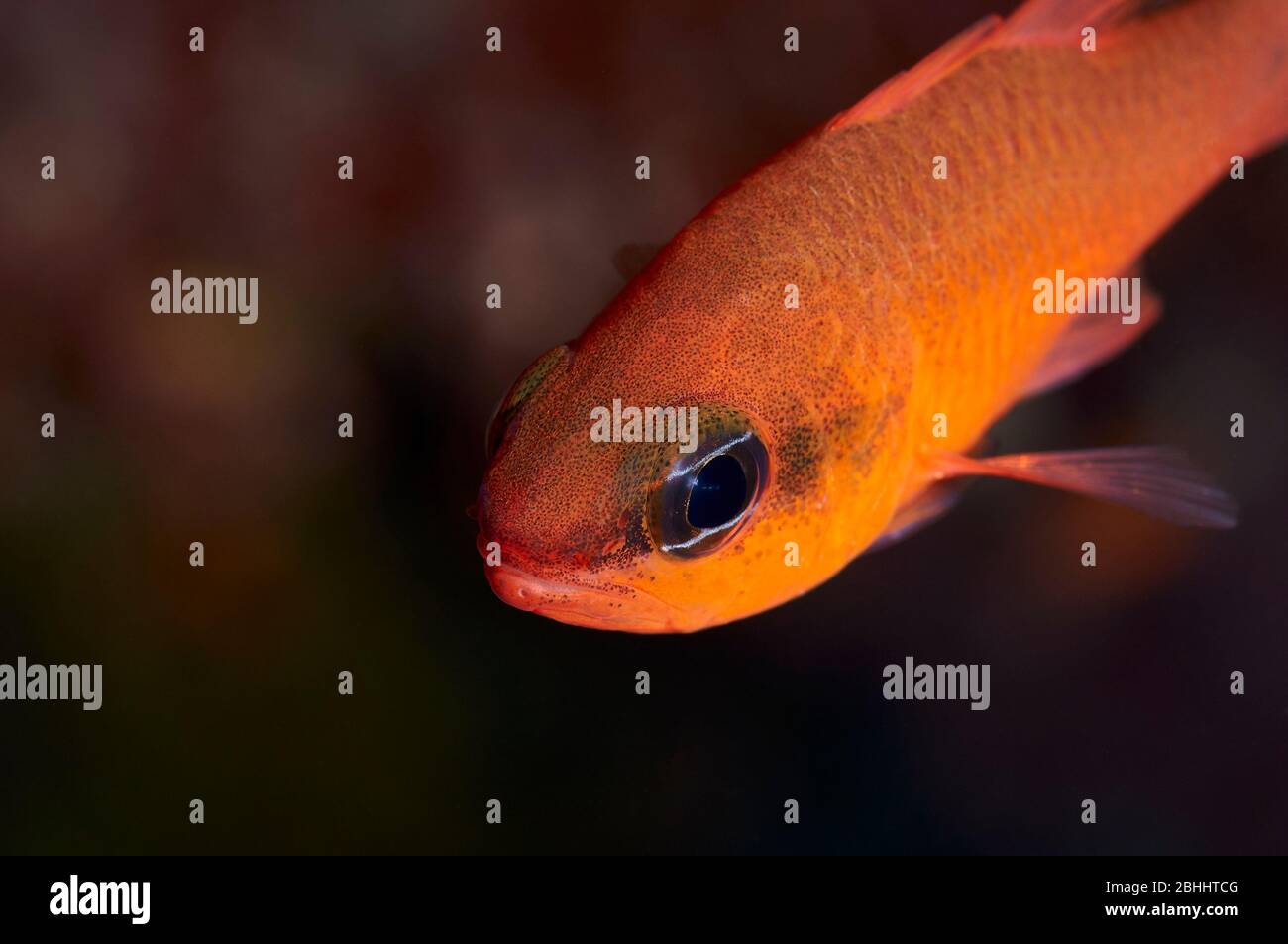 Pez cardenal hi-res stock photography and images - Alamy