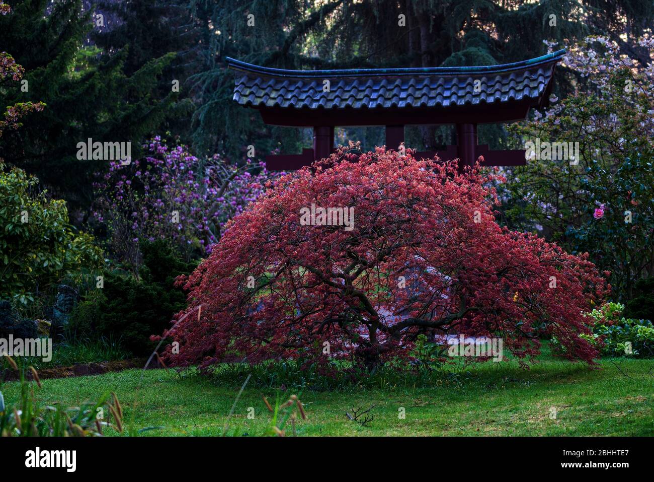 Spring in the Japanese garden Stock Photo - Alamy