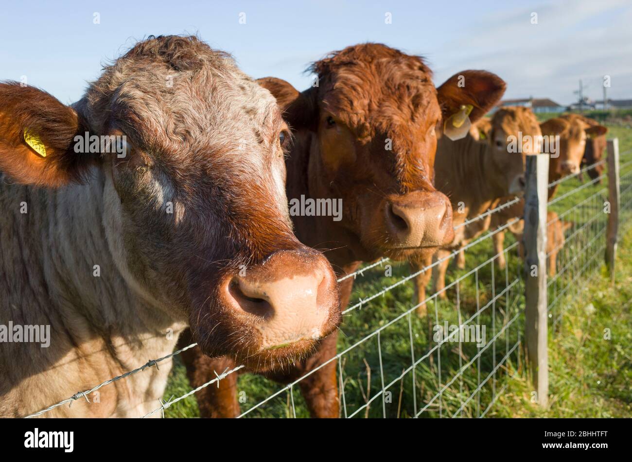 Ayrshire cow hi-res stock photography and images - Alamy