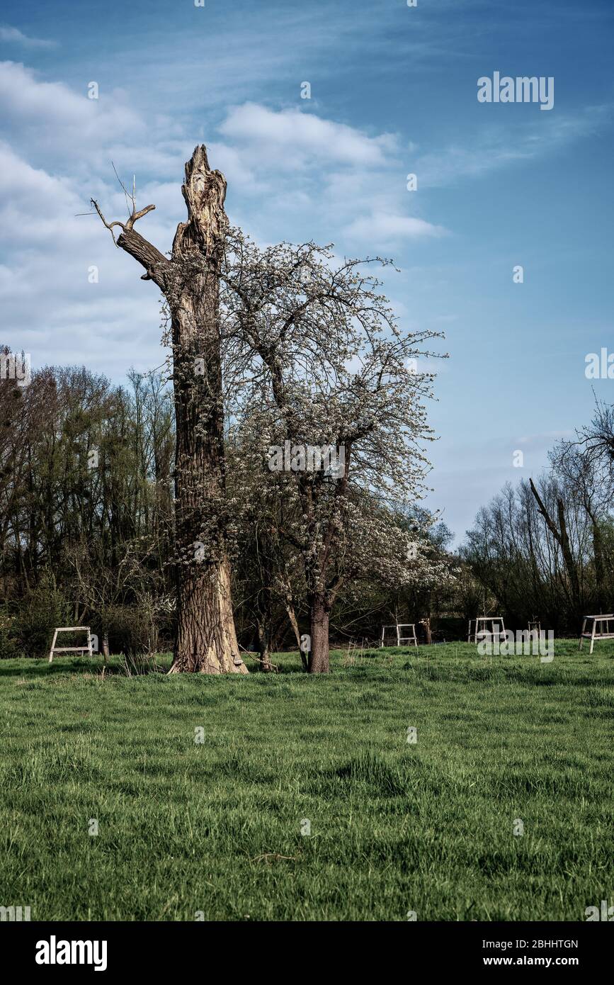 old broken trees in spring Stock Photo - Alamy
