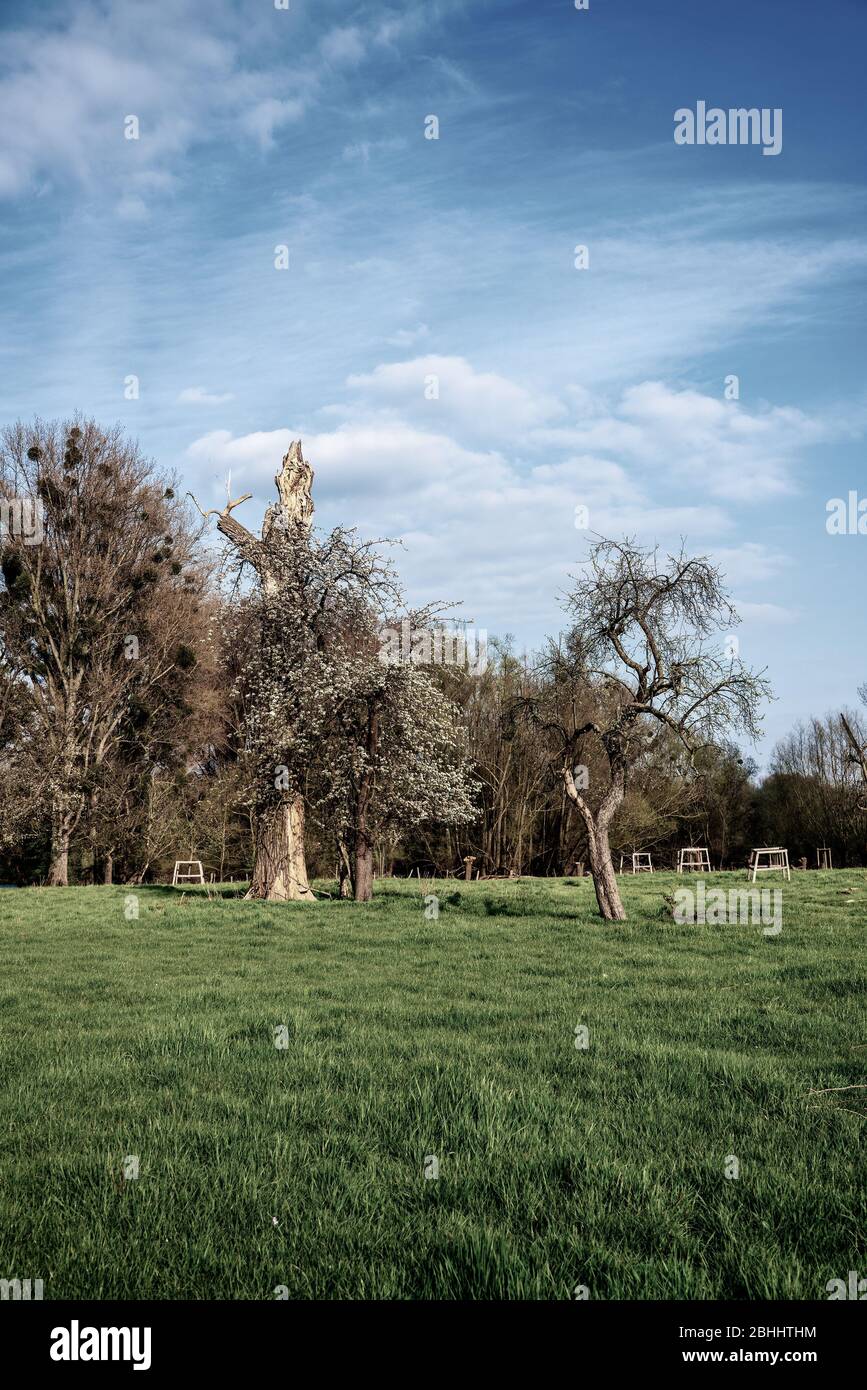 old broken trees in spring Stock Photo - Alamy