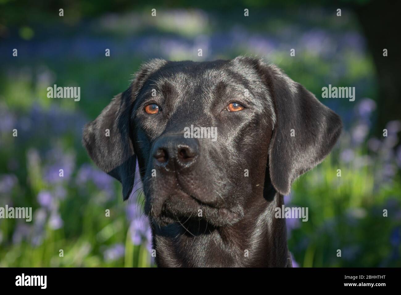 Labrador in bluebell woods hi-res stock photography and images - Alamy