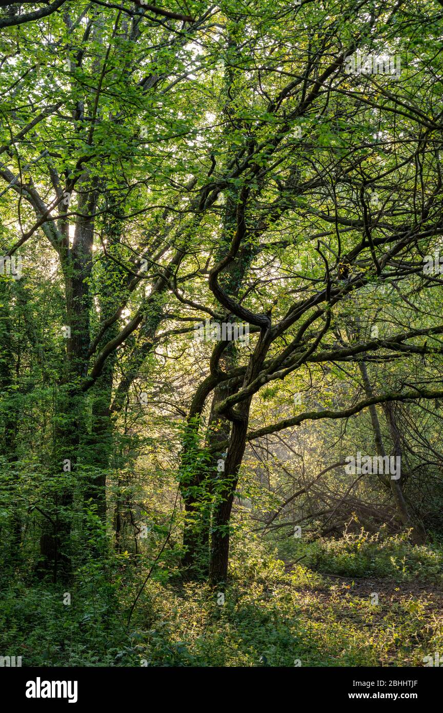 Scrase hi-res stock photography and images - Alamy