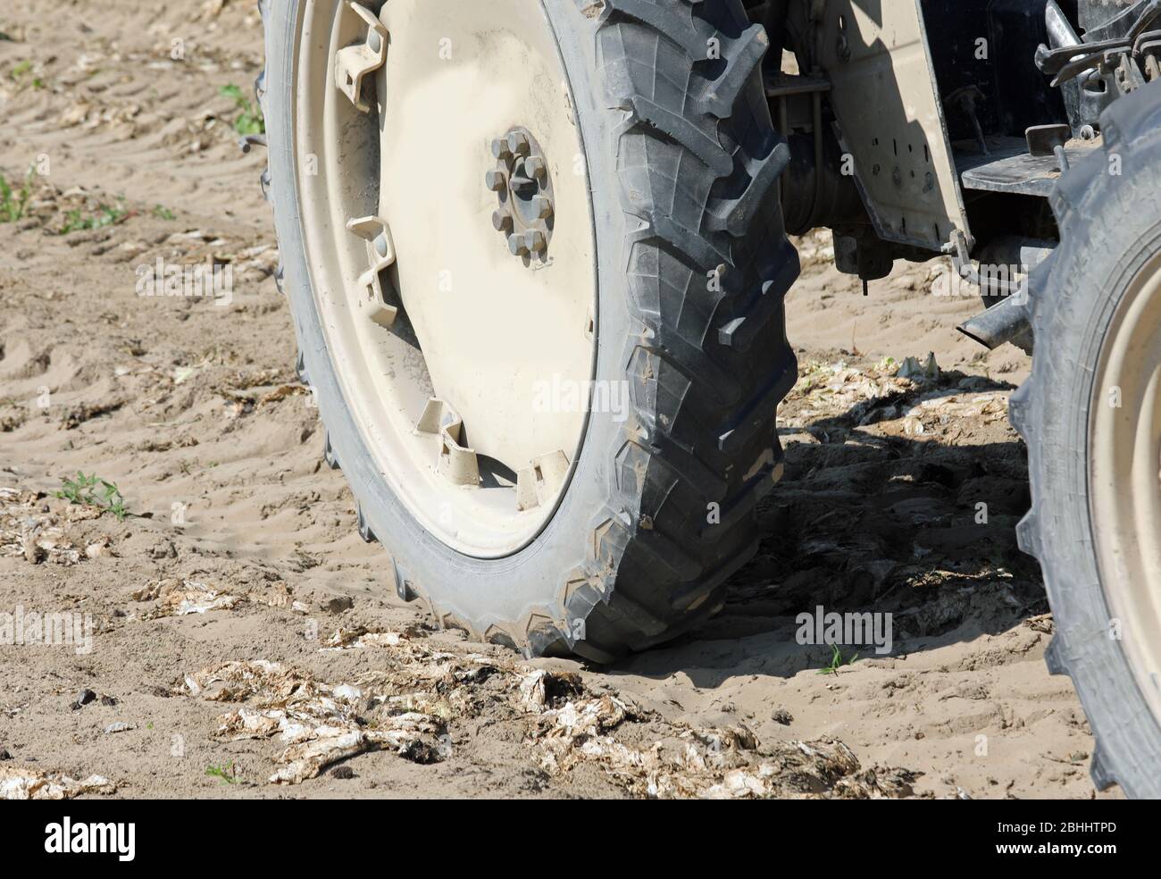 big tractor wheel in cultivated field after harvesting vegetables Stock ...