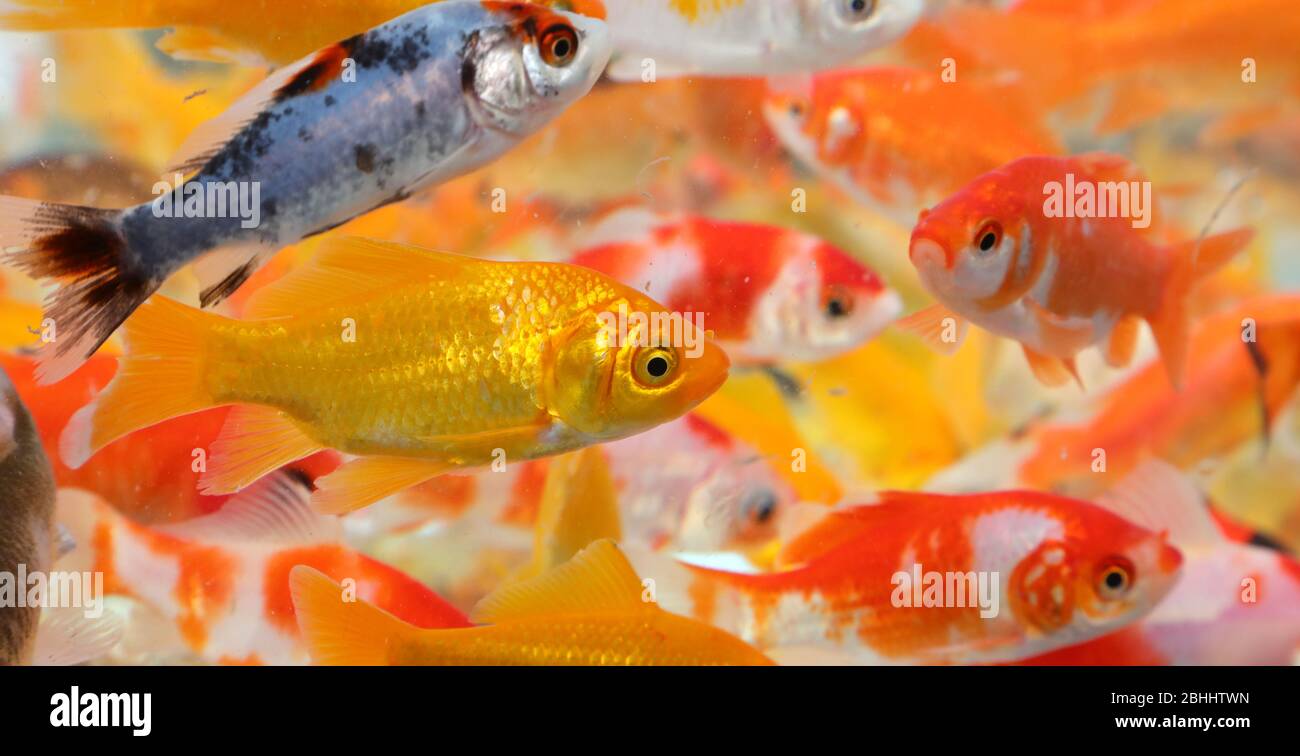 many goldfish swim in an aquarium in a pet shop Stock Photo - Alamy