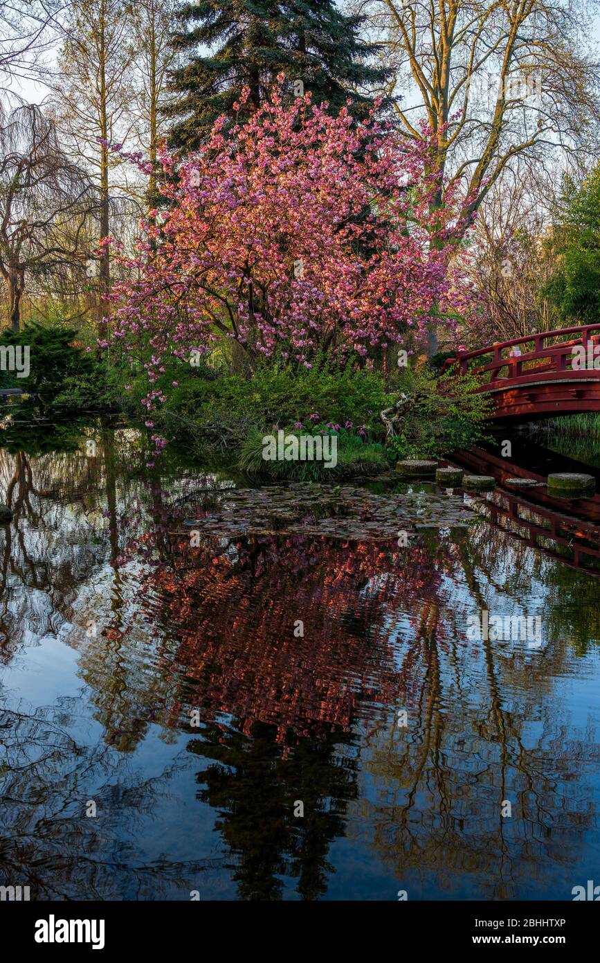 Spring in the Japanese garden Stock Photo - Alamy