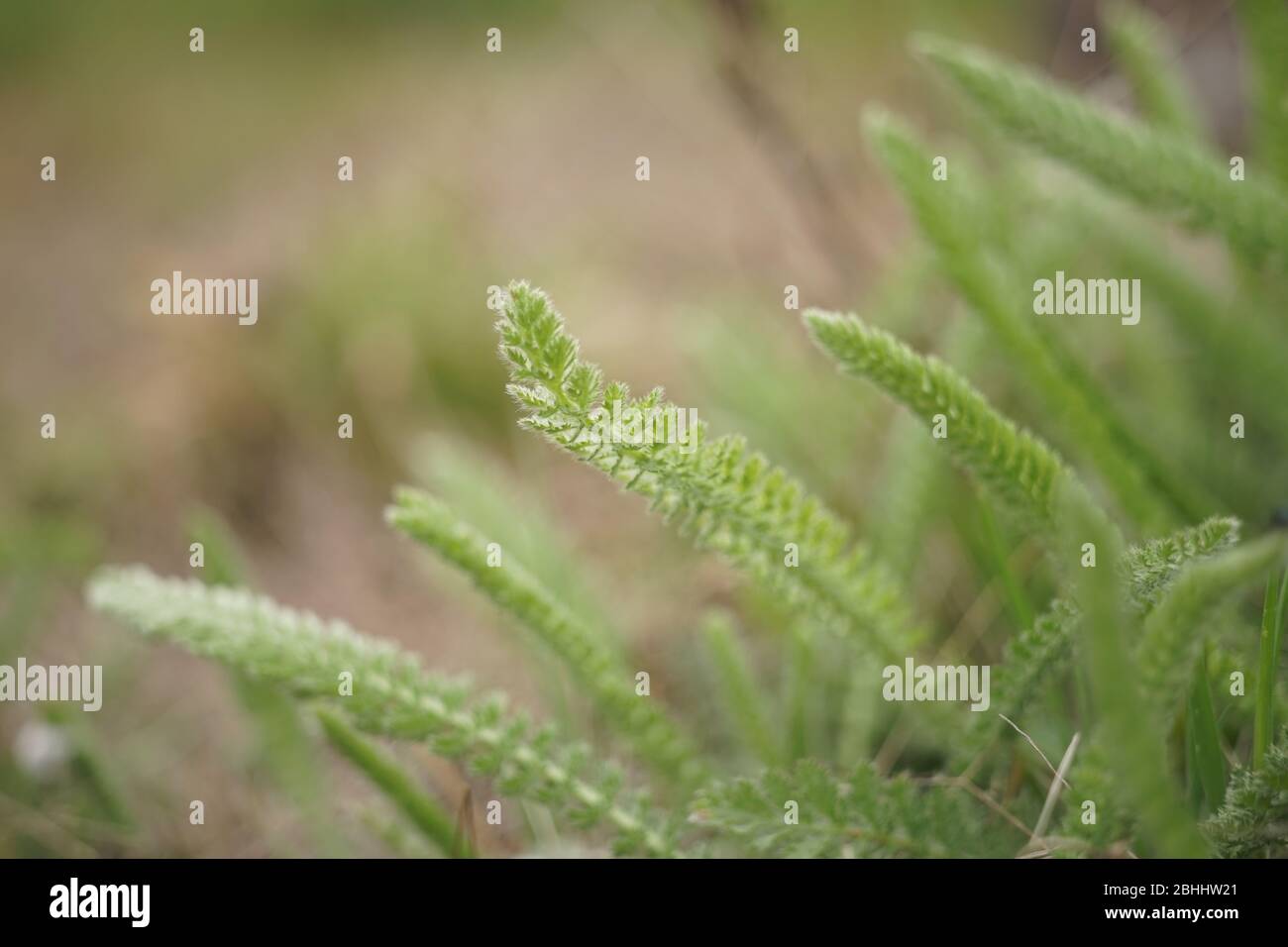 Yarrow green grass grow in a spring field, side view, close-up ...