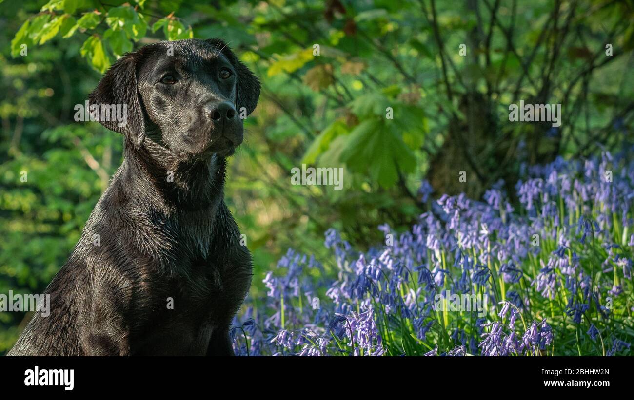 Labrador in bluebell woods hi-res stock photography and images - Alamy