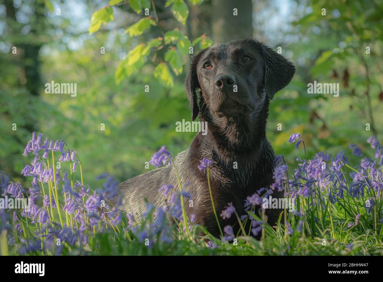Labrador in bluebell woods hi-res stock photography and images - Alamy