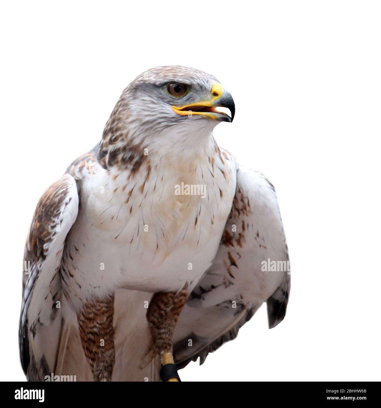 big hawk with open beak on the white background Stock Photo - Alamy