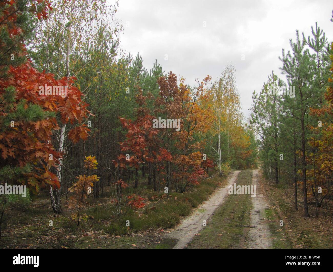 dirt road in the autumn forest background Stock Photo - Alamy