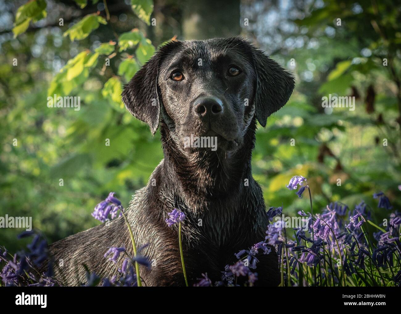 Labrador in bluebell woods hi-res stock photography and images - Alamy