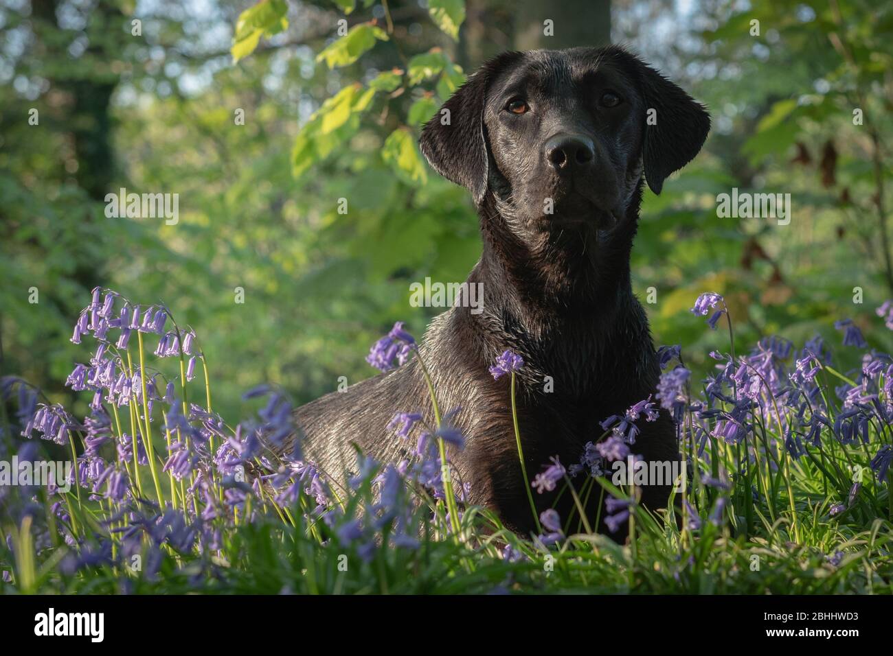 Labrador in bluebell woods hi-res stock photography and images - Alamy
