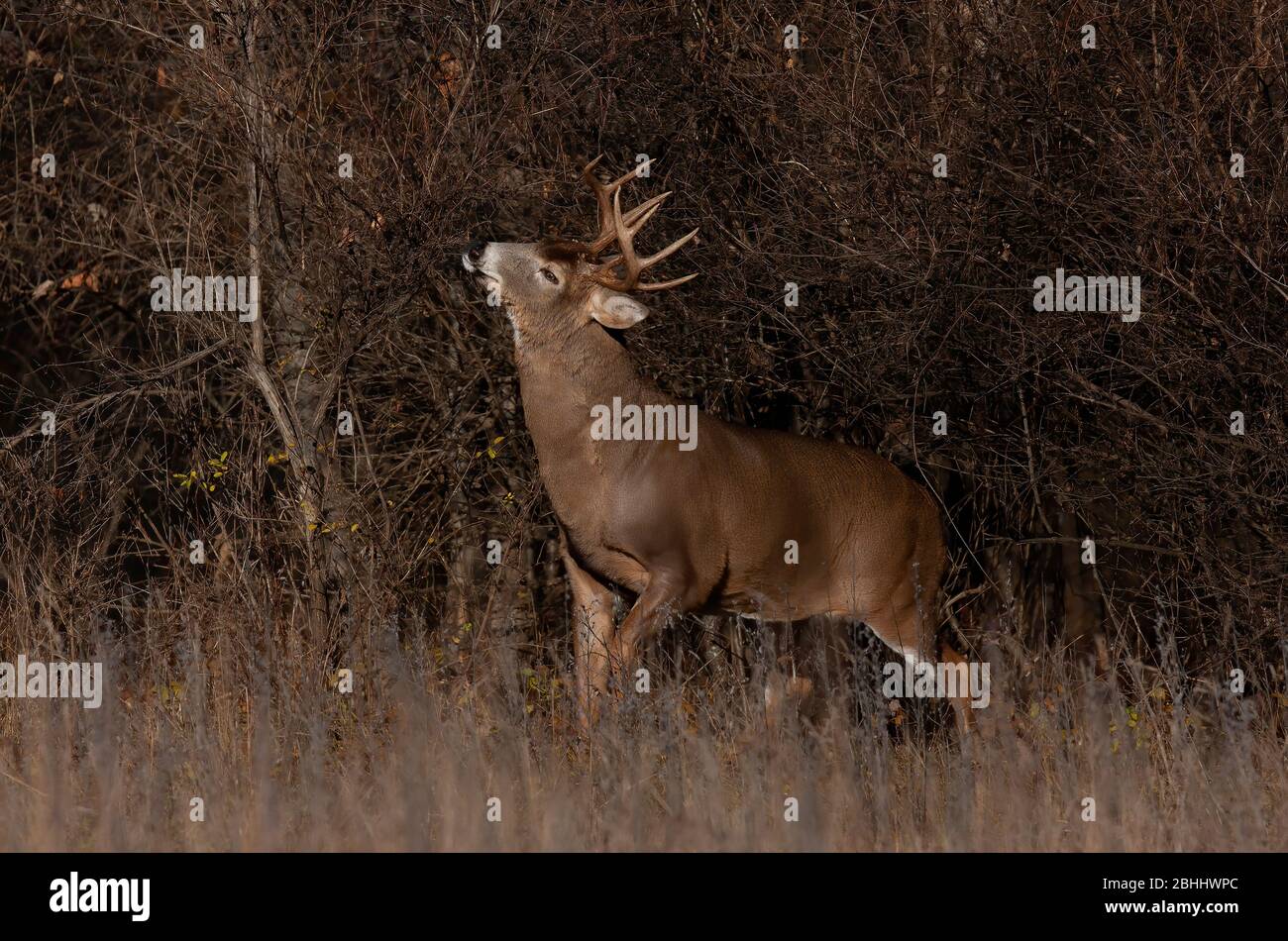 Large White-tailed deer buck feeding off trees in the forest during the ...