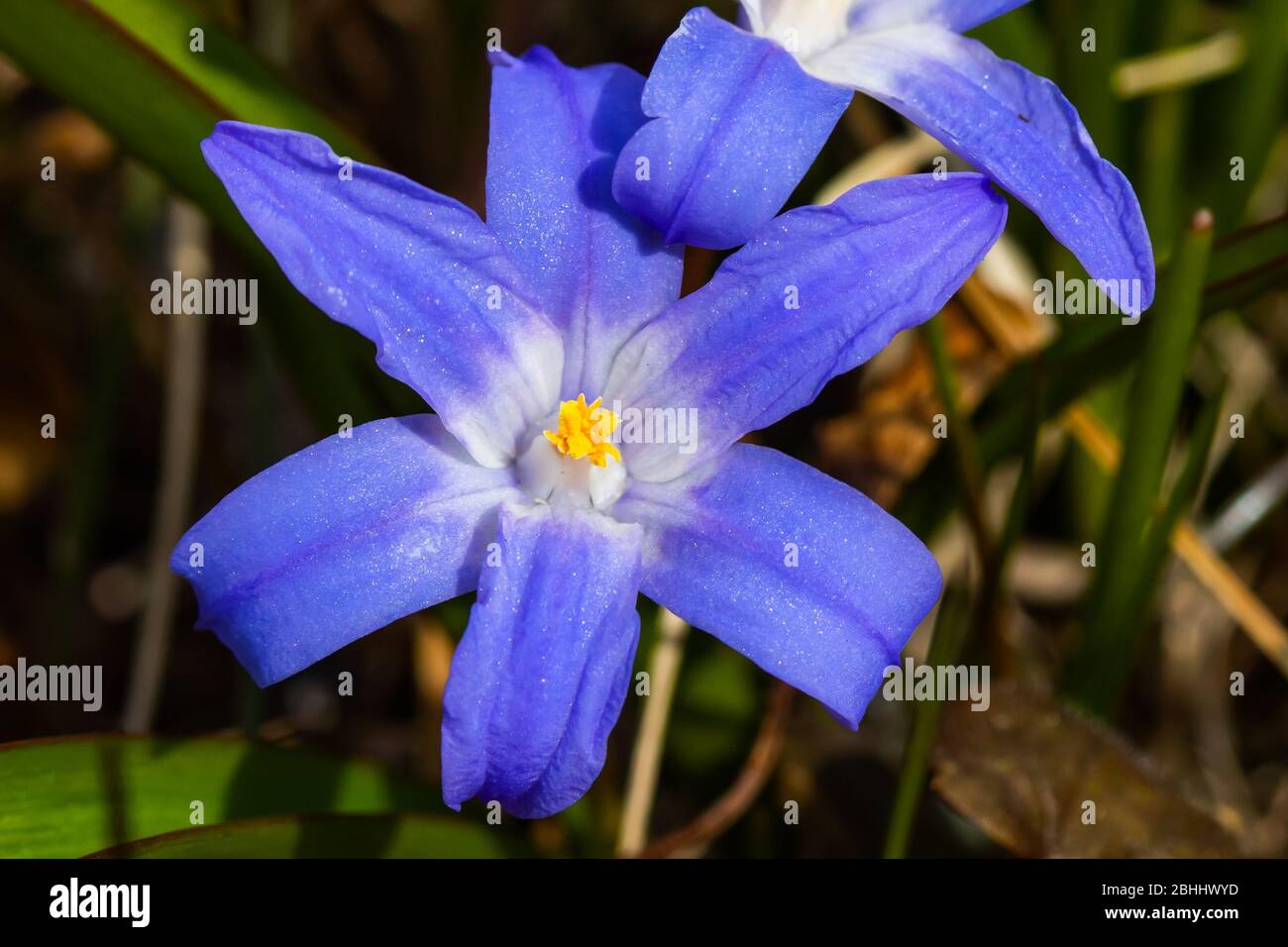 Closeup of blooming blue scilla luciliae flowers in sunny day. First ...