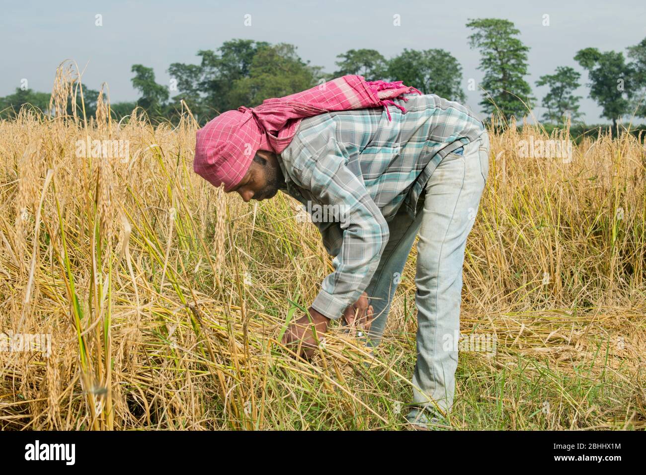 farmer cutting paddy in rural, India Stock Photo - Alamy