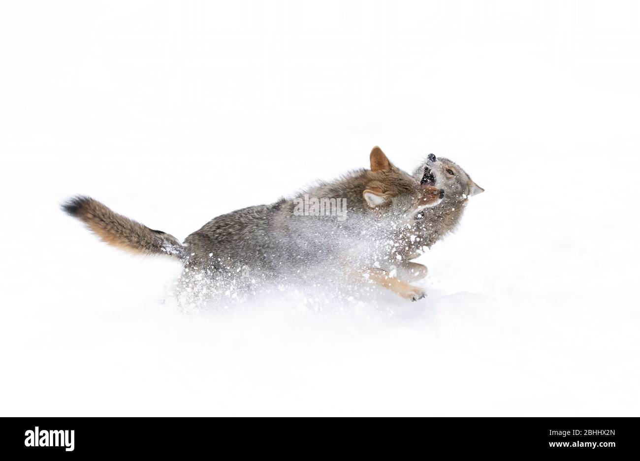 Two Coyotes Canis latrans isolated on white background fighting in the ...
