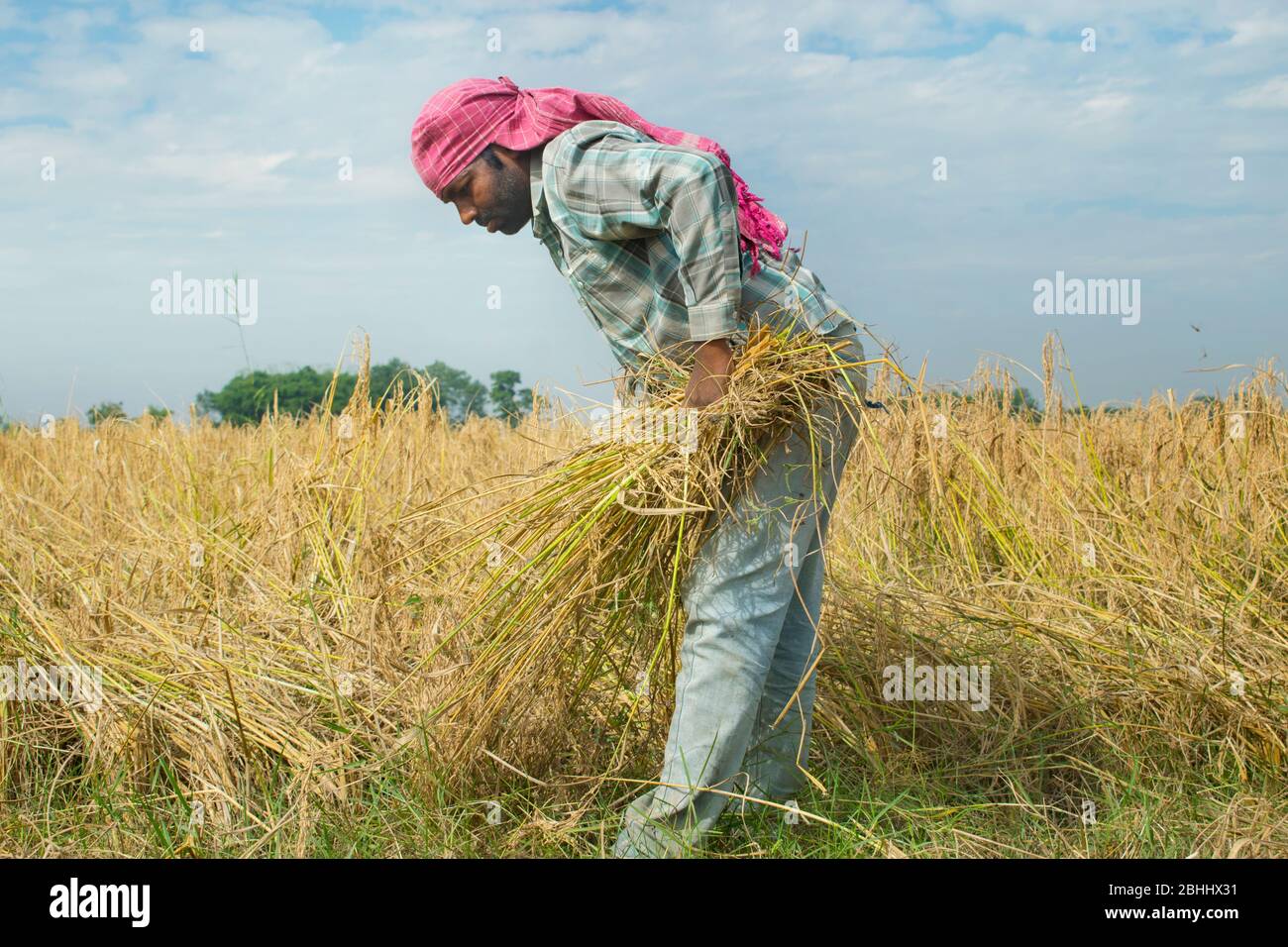 Cutting paddy hi-res stock photography and images - Alamy
