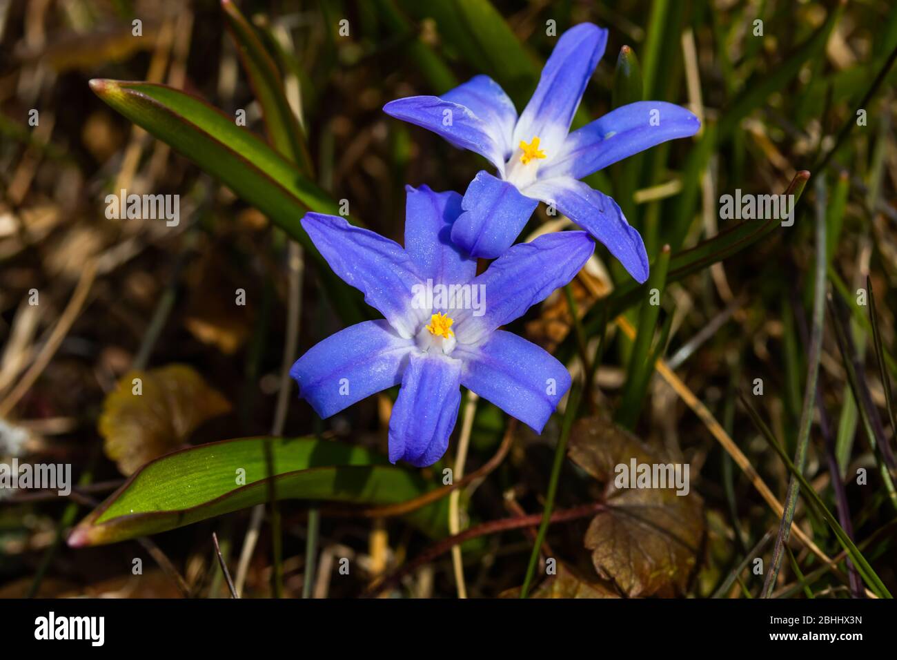 Closeup of blooming blue scilla luciliae flowers in sunny day. First ...