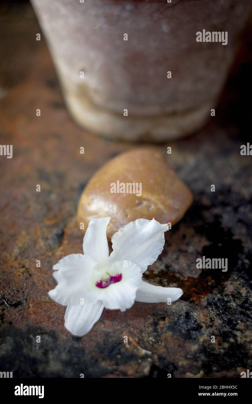 Spa concept - orchid flower with stones for spa therapy Stock Photo - Alamy