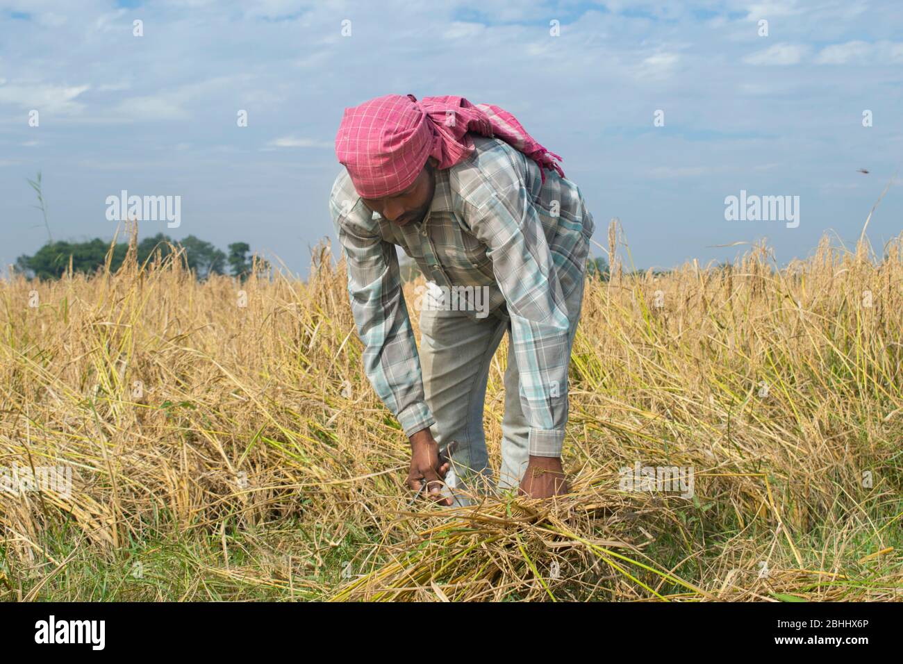 Cutting paddy hi-res stock photography and images - Alamy