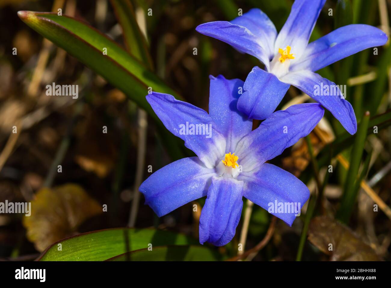 Closeup of blooming blue scilla luciliae flowers in sunny day. First ...