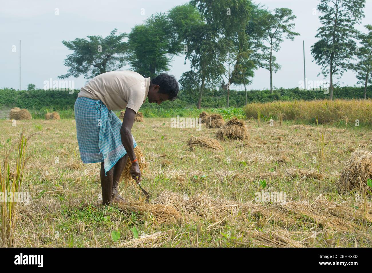 Cutting paddy hi-res stock photography and images - Alamy
