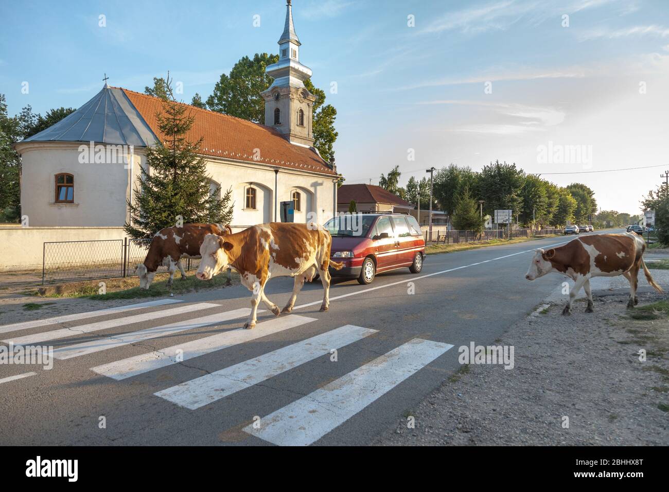 Cattle blocking road hi-res stock photography and images - Alamy
