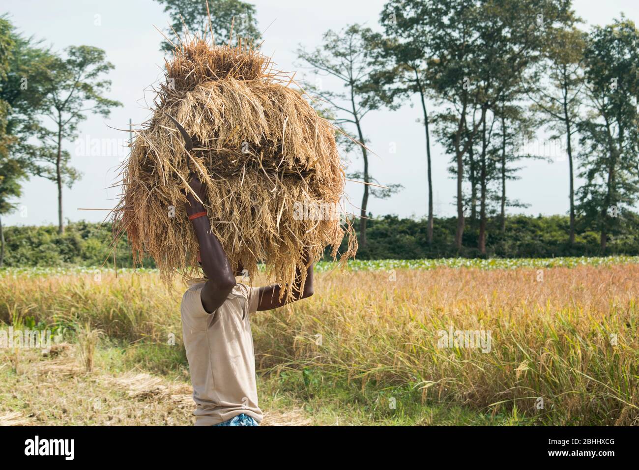 Indian man carrying harvested bundle of paddy on his head during the ...