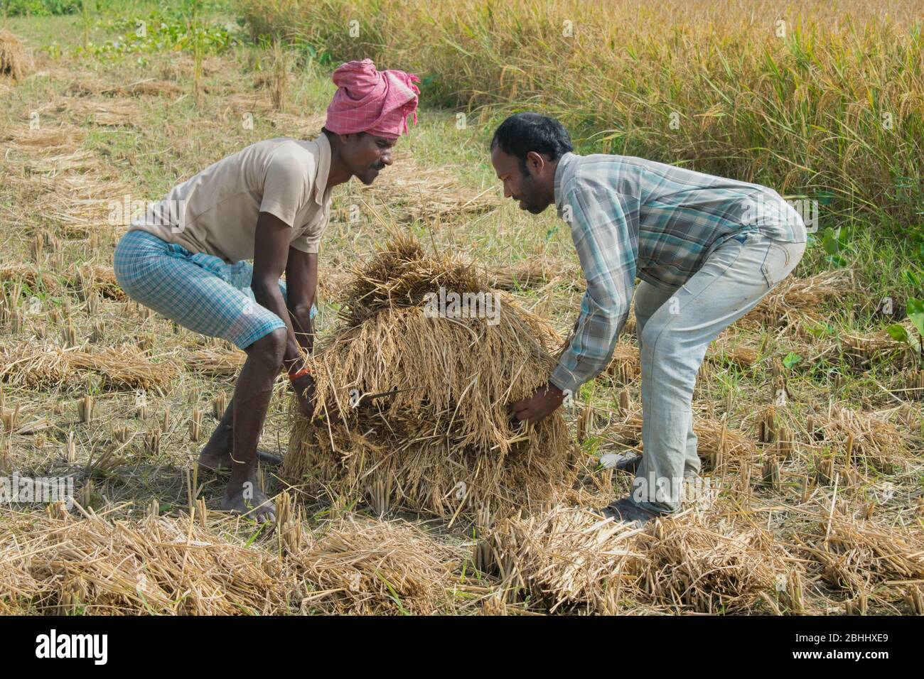 Indian man carrying harvested bundle of paddy on his head during the ...