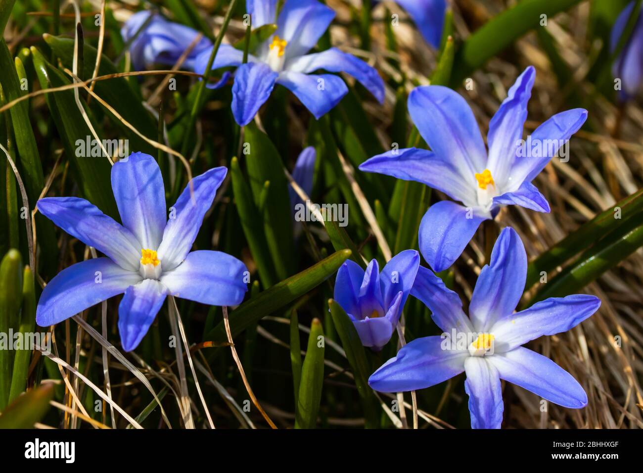 Closeup of blooming blue scilla luciliae flowers in sunny day. First ...