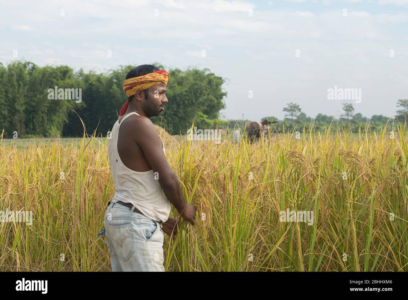 farmer looking crops and fields in India Stock Photo - Alamy