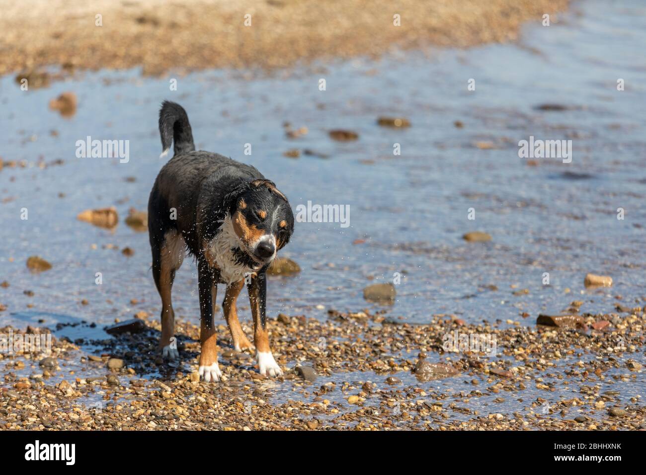 Dog shaking off after swimming, Appenzeller Sennenhund Stock Photo - Alamy