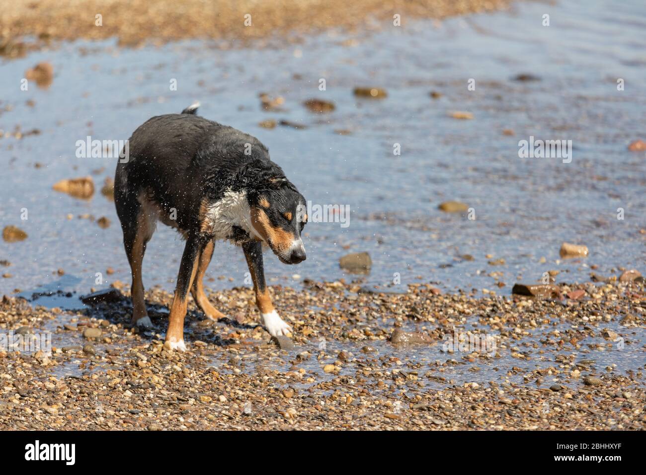 Dog shaking off after swimming, Appenzeller Sennenhund Stock Photo - Alamy