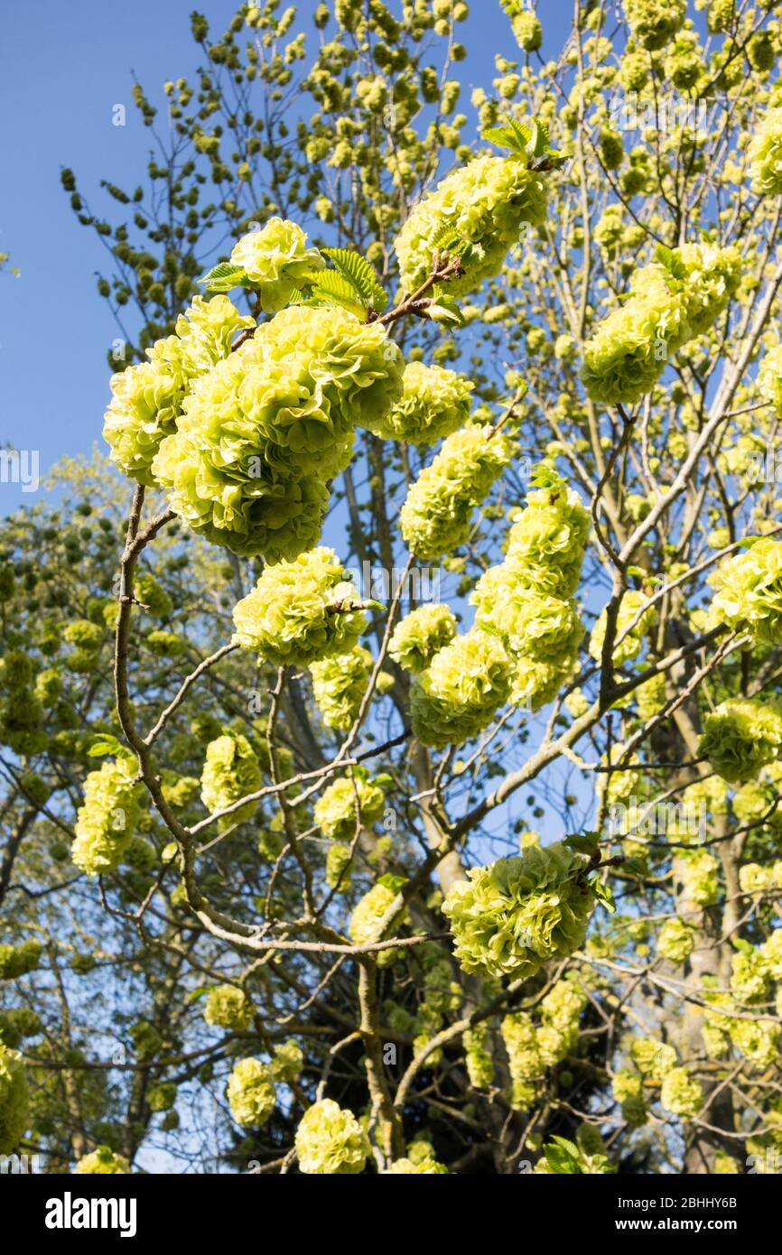 Golden elm hi-res stock photography and images - Alamy