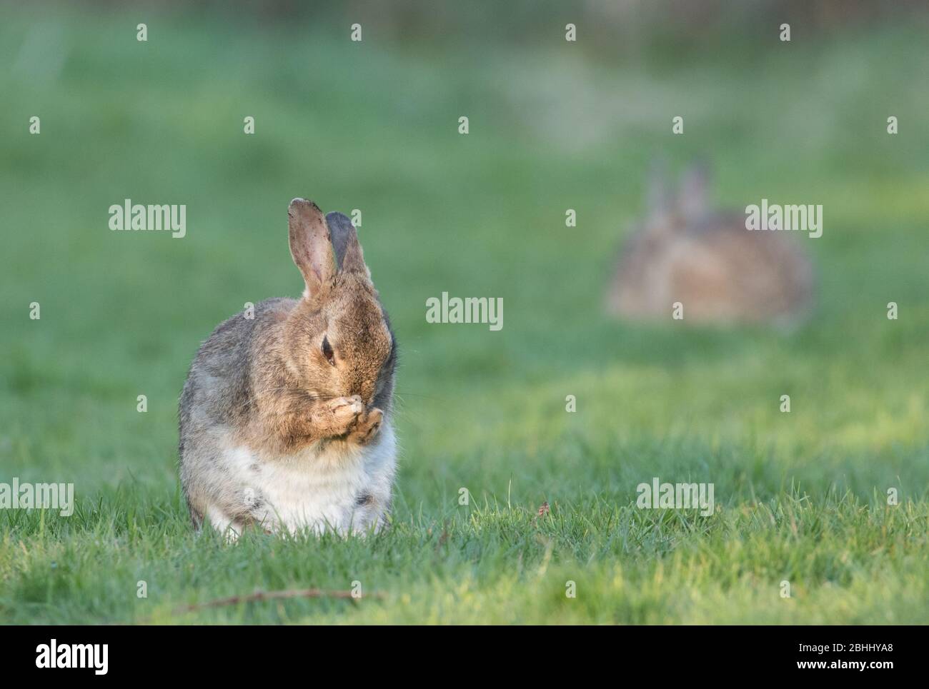 Rabbits on Harrogate Stray Stock Photo - Alamy