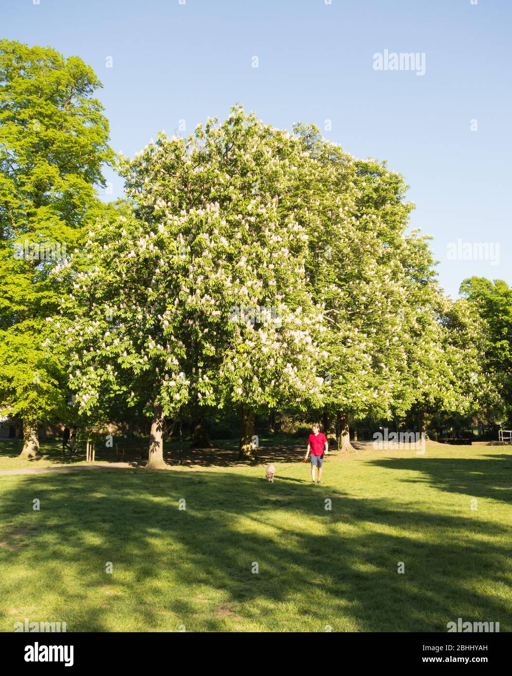 Horse chestnut flowering spires (conker) trees in budd Stock Photo - Alamy