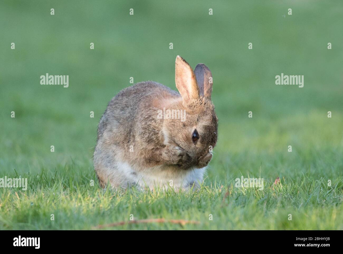 Stray rabbit hi-res stock photography and images - Alamy